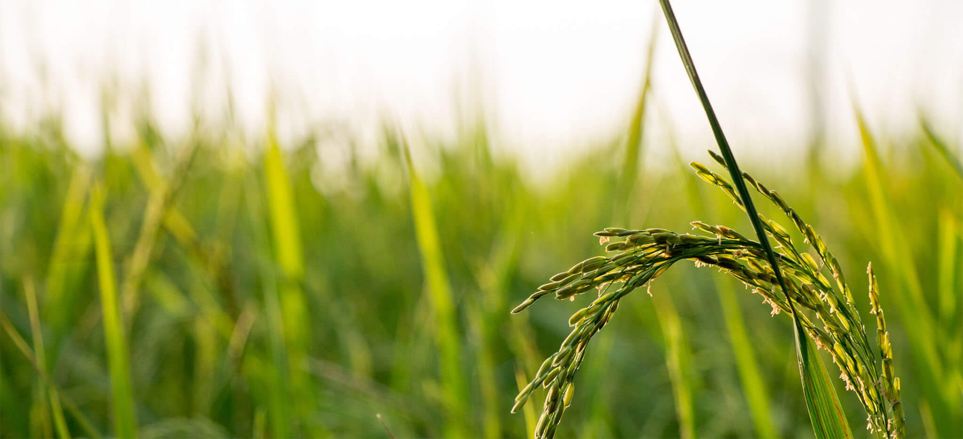 How Mayar Foods (KSA) Widened their Coverage & Availability - Shelvz